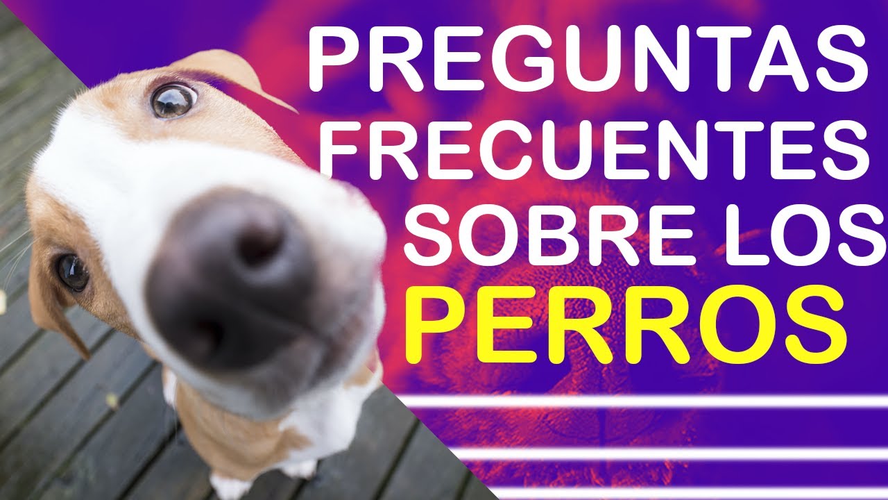 ¡Resuelve tus Dudas! 5 Preguntas Frecuentes Sobre los Perros que Debes ...