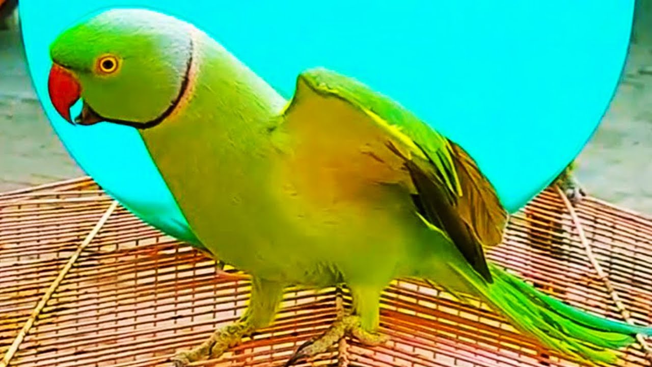 Talking Green Parrot Natural Sounds Effect 4K Video 2023 - YouTube
