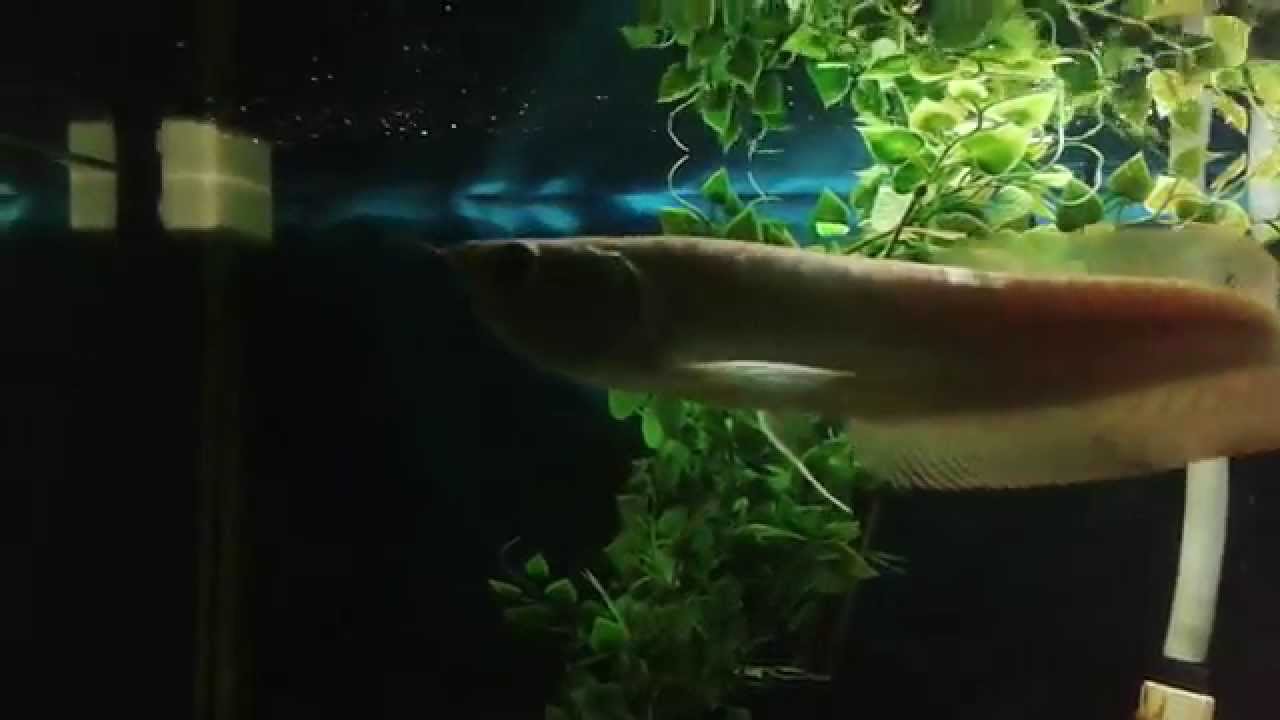 Aruana arowana - YouTube