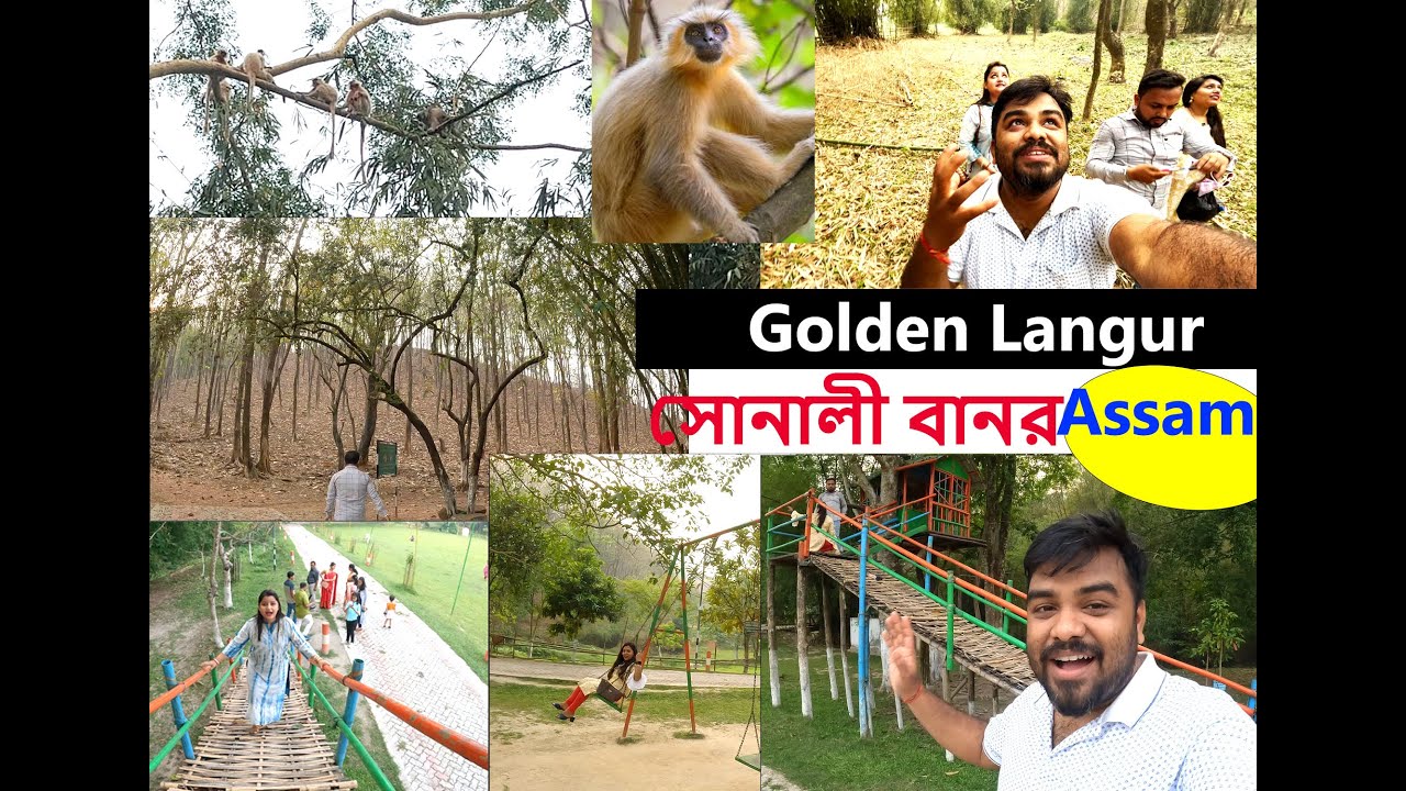 kakoijana Assam || Golden Langur || সোনালী বানর || হচ্ছে একটি আদিম ...