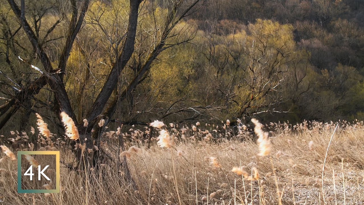 4 hours - Wind in the Trees & Forest Meadow | Deep Wind Sounds ...