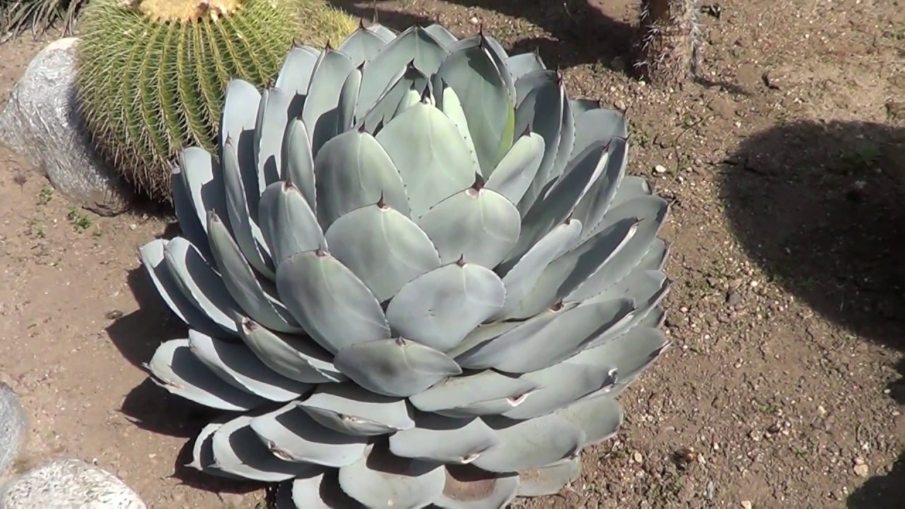AGAVE GALLERY: Agave Parryi var Truncata - Up Close - YouTube