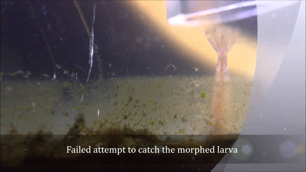 C. Japonica/Amano shrimp - Larva, 2nd attempt - Metamorphosed larva ...