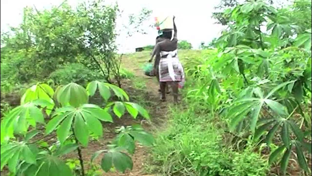 Chanzo Ni Shamba - Kenyan Riverwood Movies - YouTube