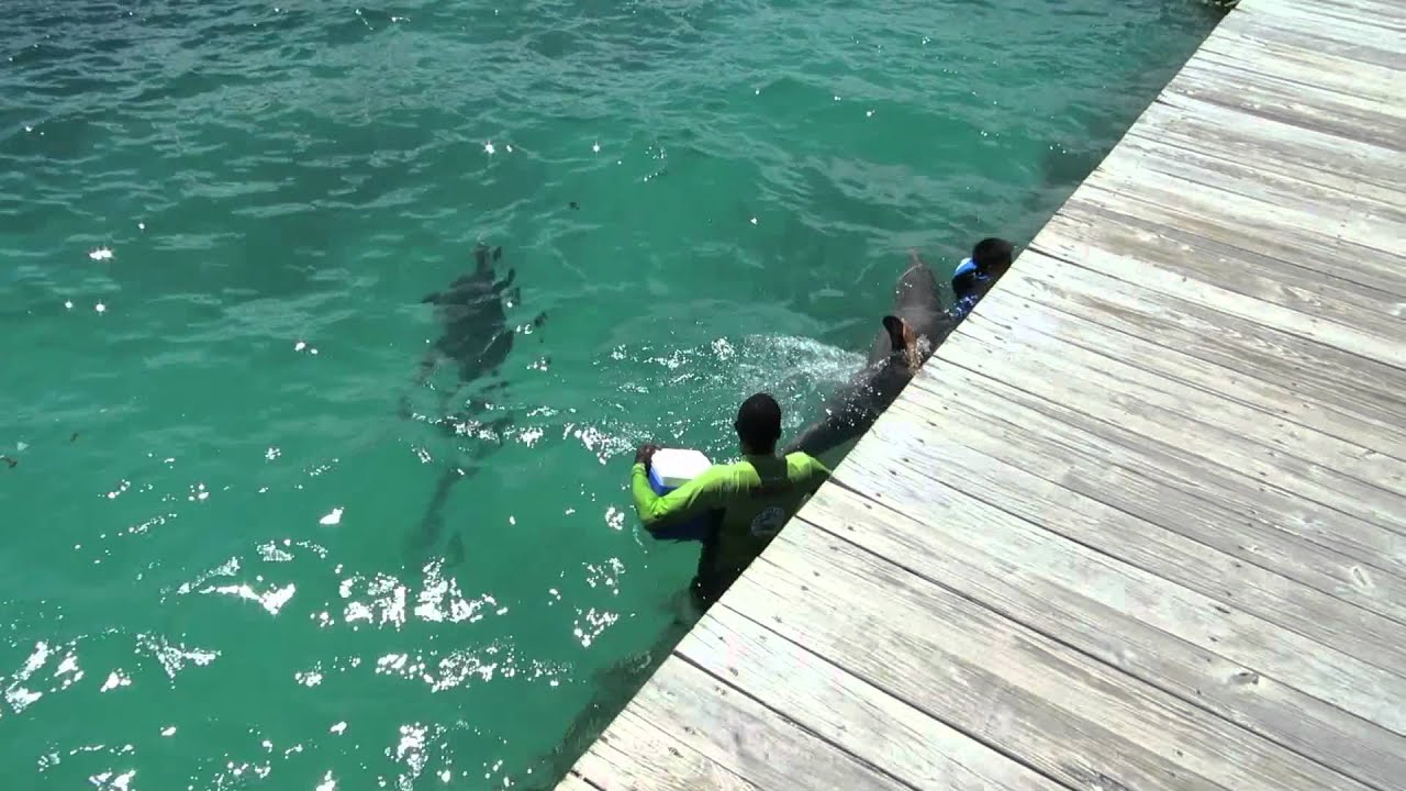 Petting Dolphins at Dolphin Discovery Anguilla - YouTube