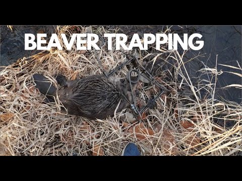 HOW TO TRAP BEAVERS - YouTube