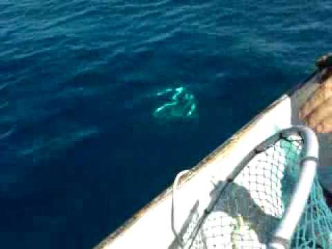 Pescando En el Tata, Sinaloa - YouTube