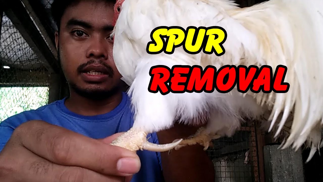How to remove Rooster Spurs - SAFEST WAY - YouTube