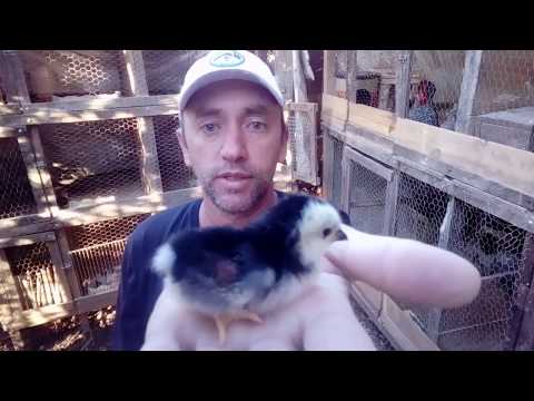 GARNIZE NAGAZAKI   GALINHA MATANDO SEUS FILHOS