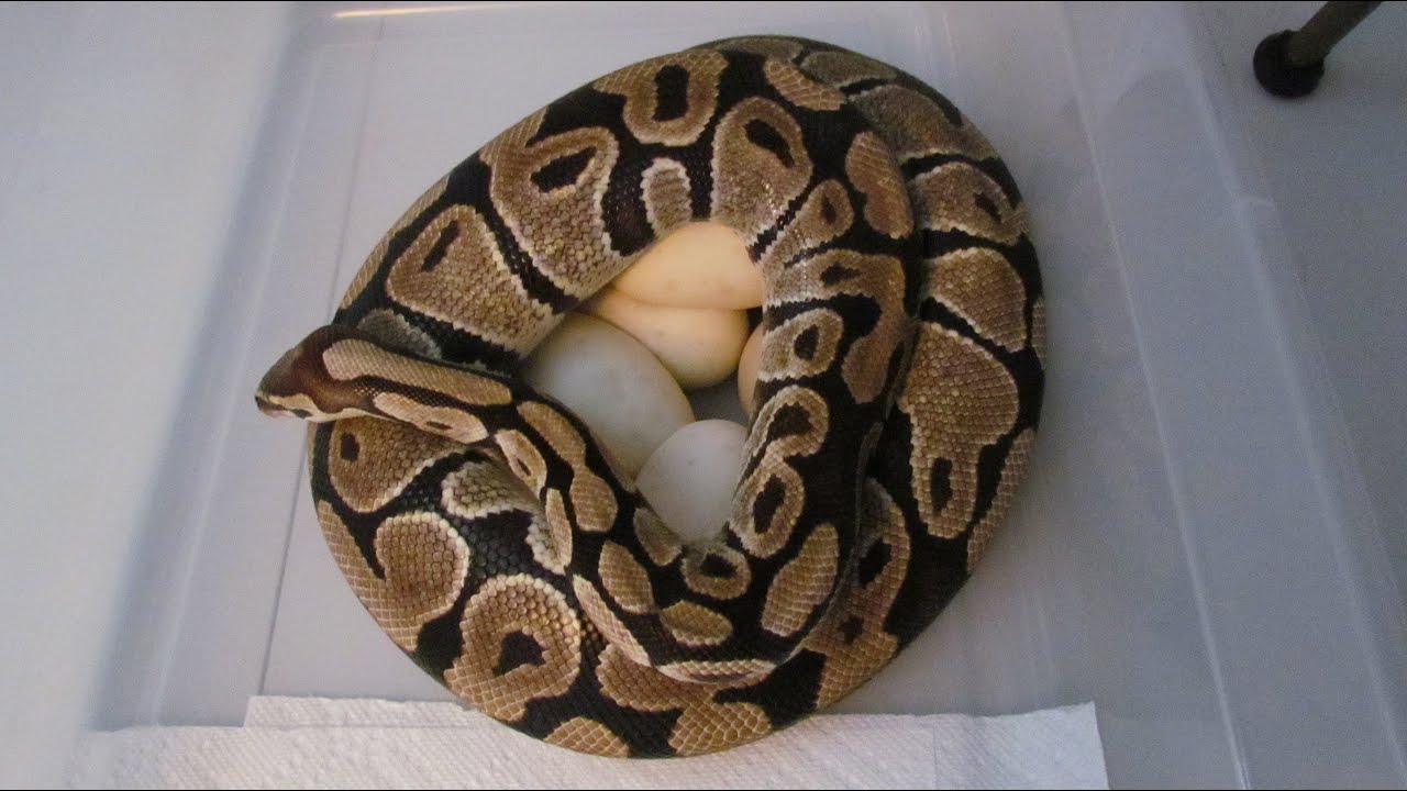 Ball Python Clutch # 3...2013 Season - YouTube