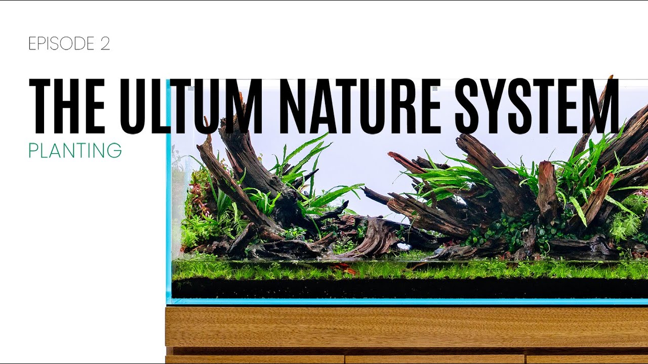 Rimless Glass Tanks – Ultum Nature Systems