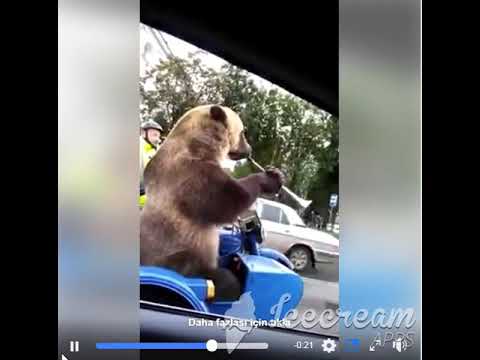 TRAFİK 'TE KORNA ÇALAN VE HAREKET ÇEKEN AYI (KANALIMA ABONE OL)