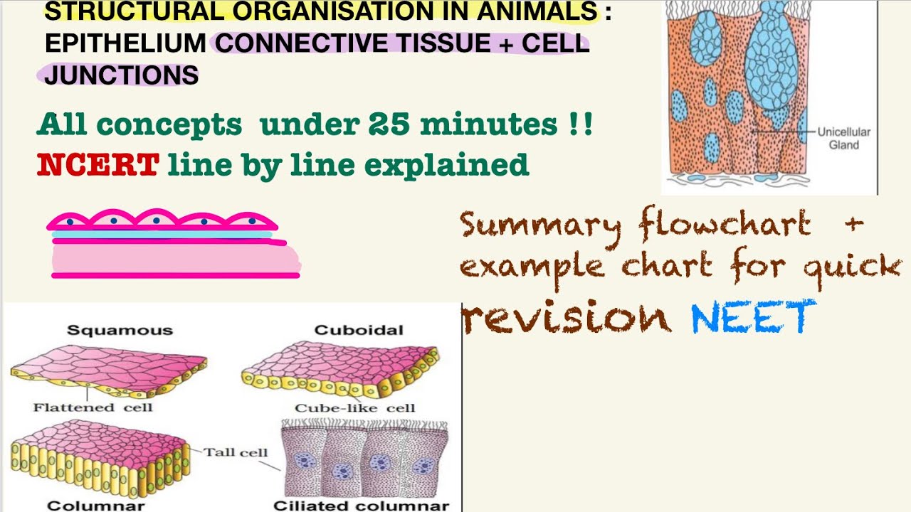 NEET| STRUCTURAL ORGANISATION IN ANIMALS | CLASS 11| EPITHELIUM TISSUE ...