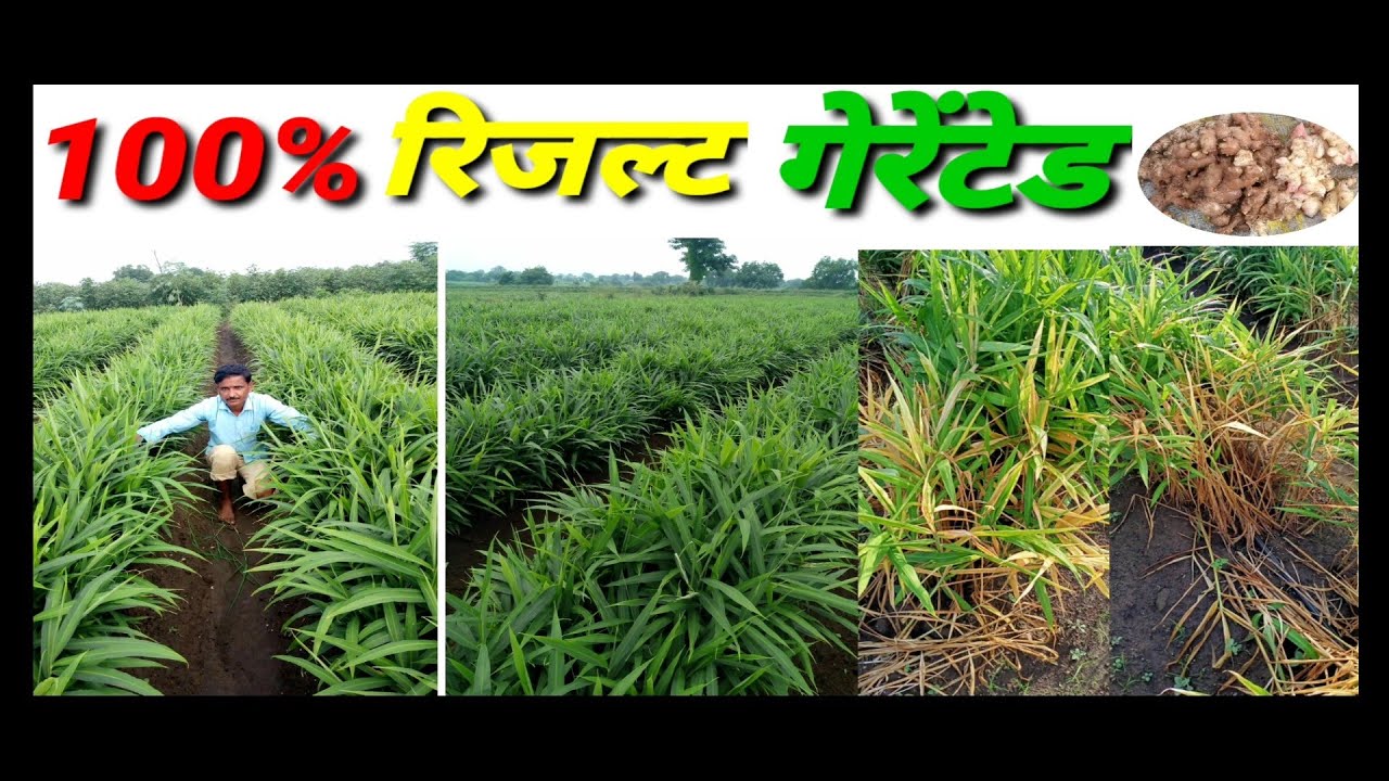 GINGER BEST RESULTS JIVRAS ORGANIC BACTERIA & VITARA HERBAL FUNGICIDE ...