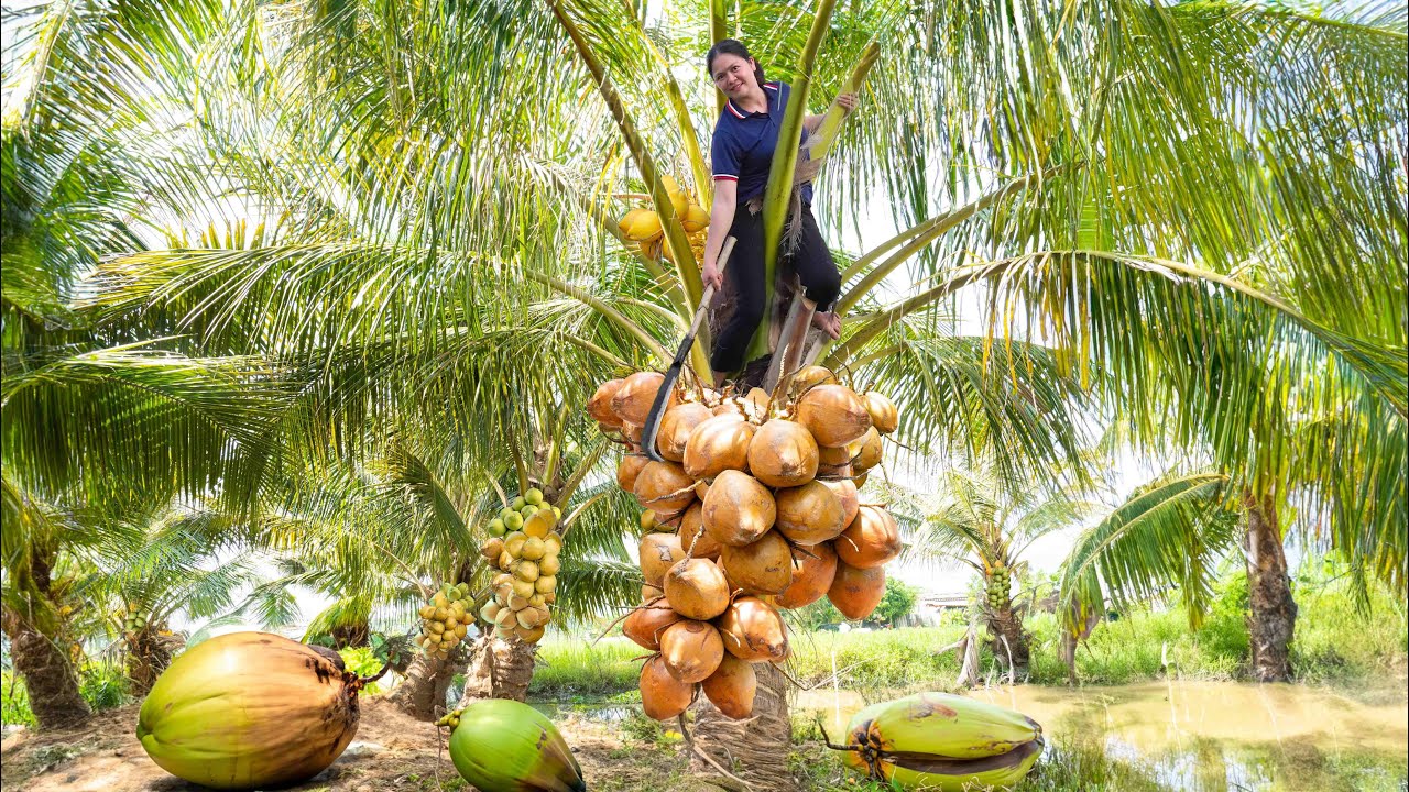 Harvesting Fire Coconut - A Type Of Coconut With Fiery Colors Goess to ...