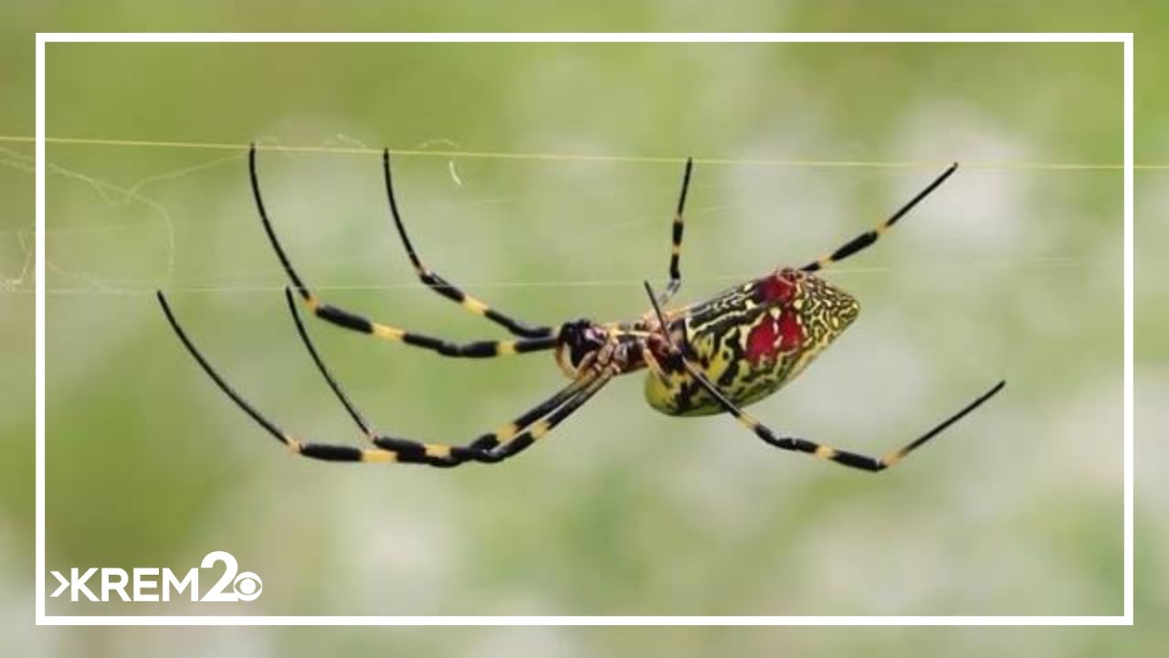 Giant venomous spiders coming to United States - YouTube