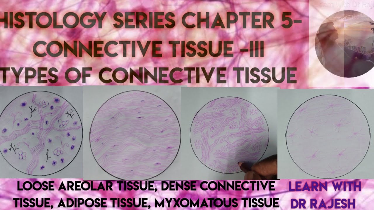 Types of connective tissue: Loose Areolar Tissue, Dense Connective ...