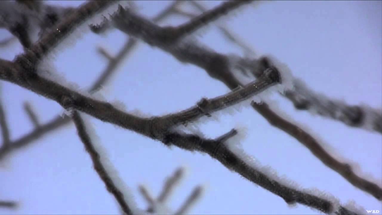 Spook Nation - T-Rex Part 1 - YouTube