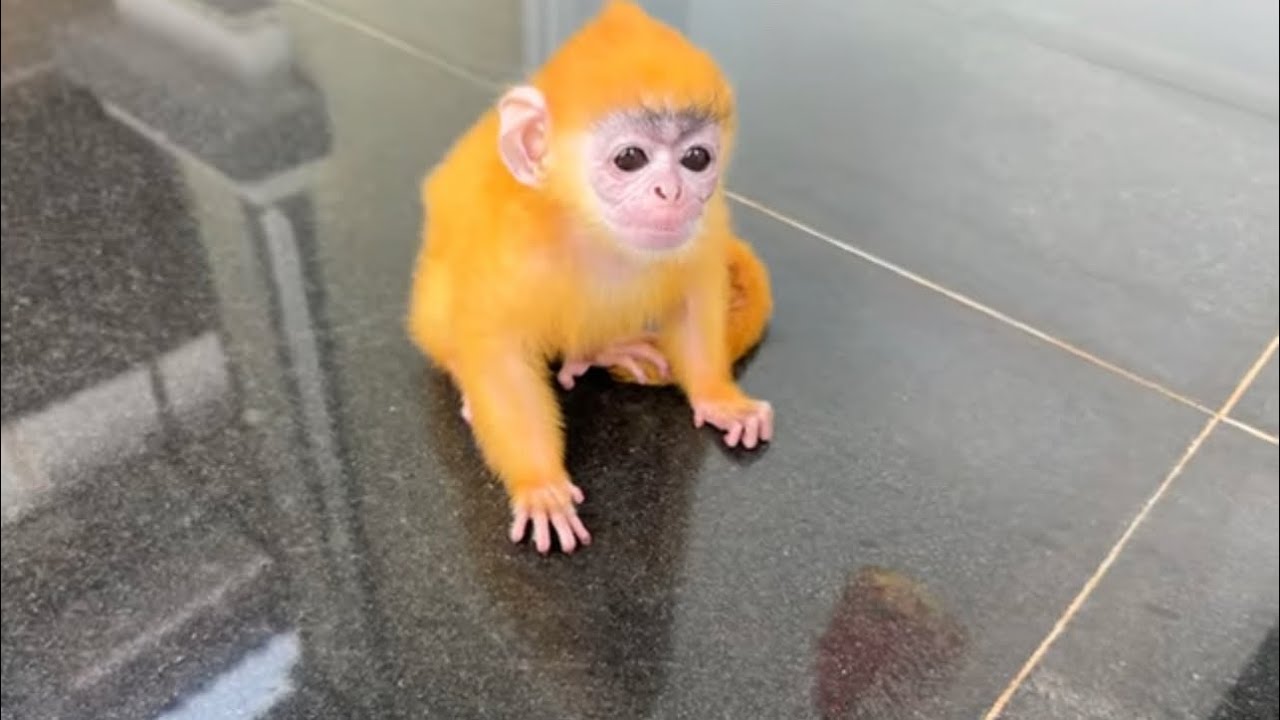 Babe princess monkey can hear The voice of PAPA calling and following ...