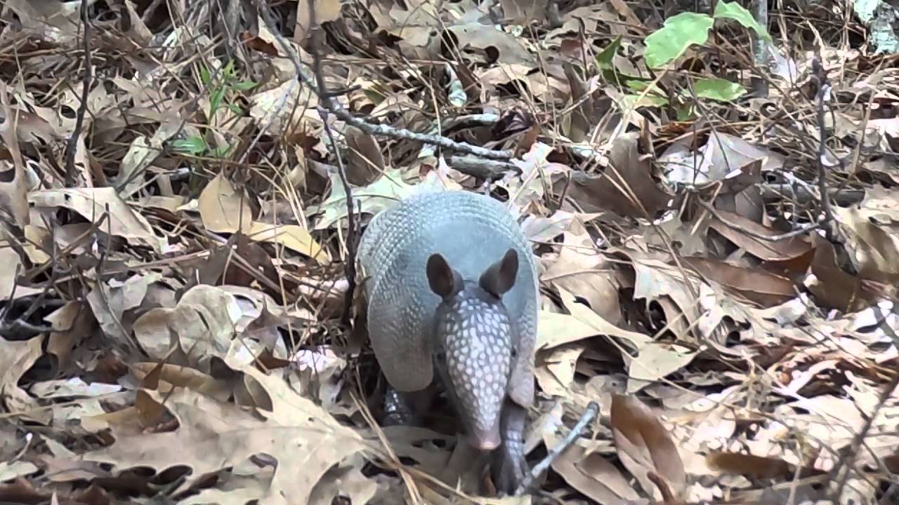 Nine-banded Armadillo quadruplets - YouTube