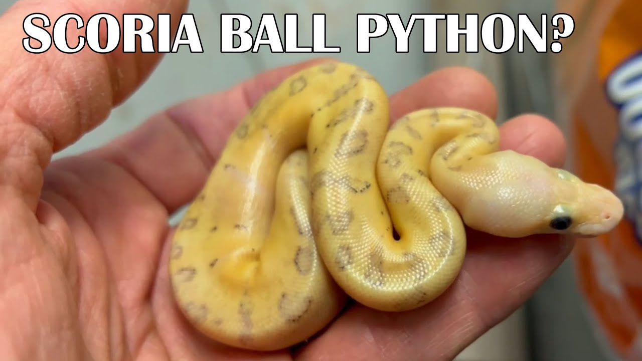 SCORIA BALL PYTHON? COOL CLOWN COMBOS? - YouTube