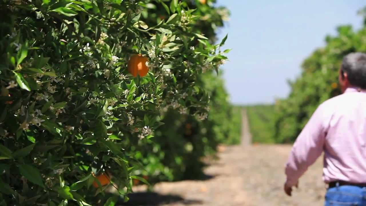 Citrus Stories: Growing for Cleaner Air.mp4 - YouTube