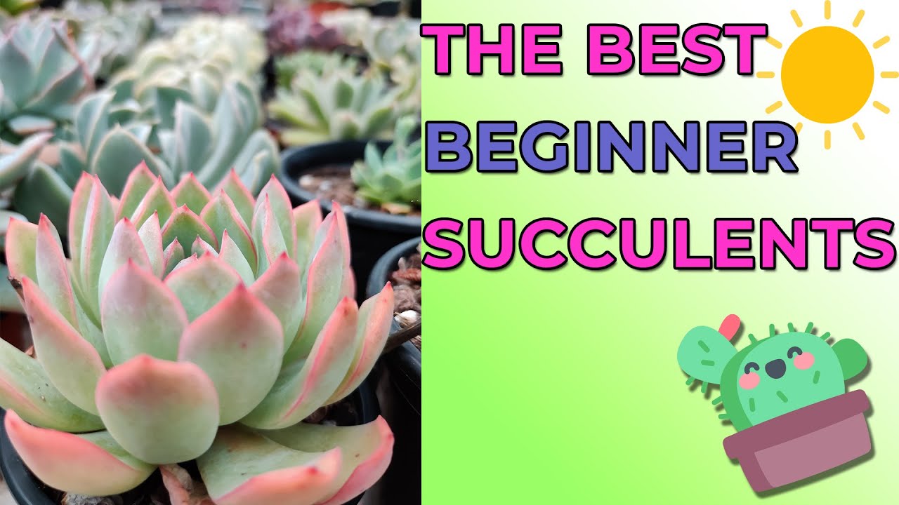 Best Beginner Succulents - YouTube