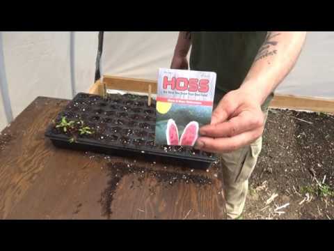 Starting some Hoss Seeds: Pole Beans, Squash, Tomatoes and Watermelon ...
