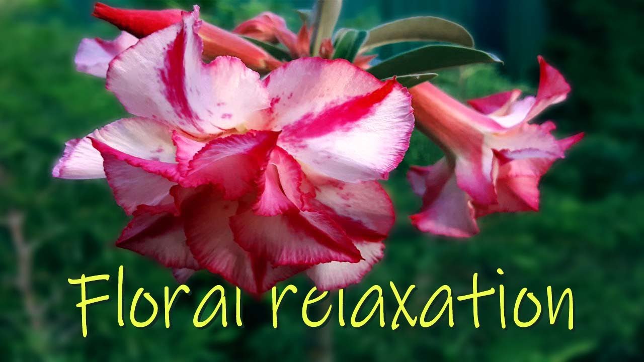 Floral Relaxation Collection of the most beautiful flowers for ...