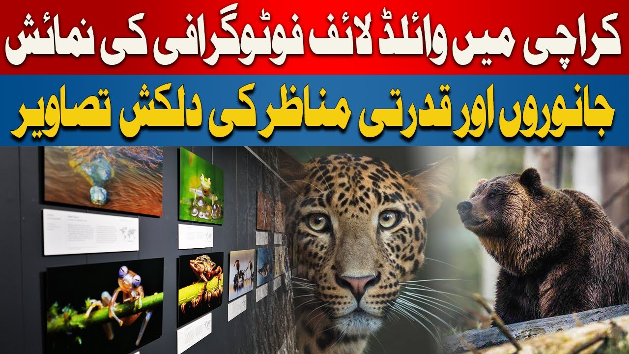Wildlife Photography Exhibition in Karachi - YouTube