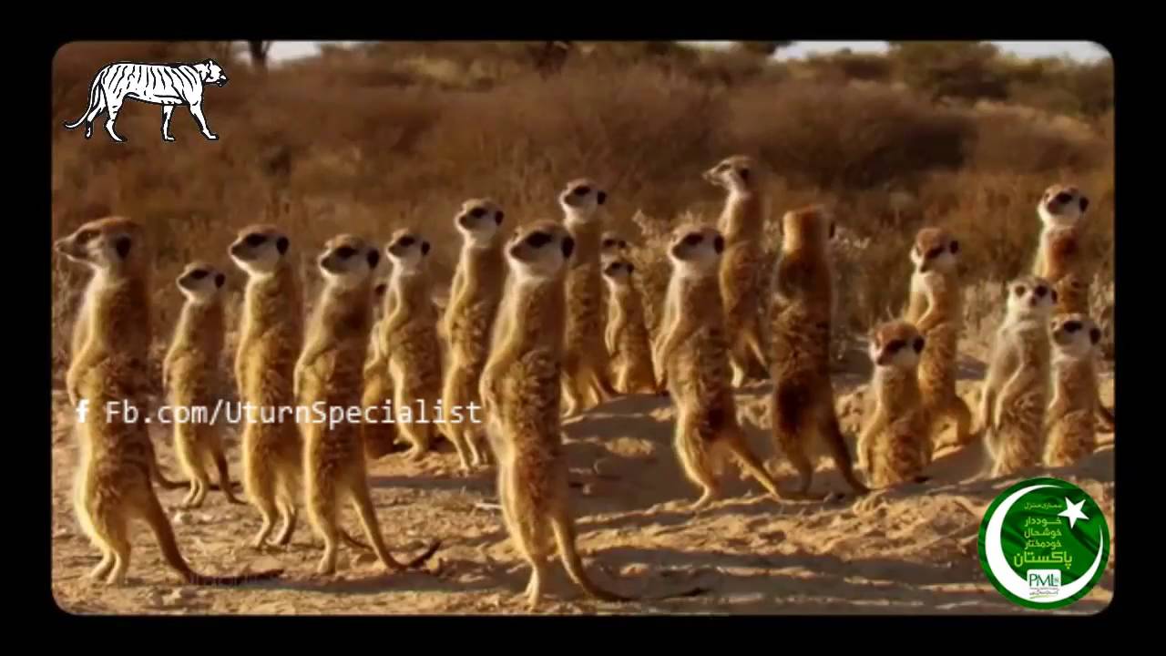 Pml(n) Song - Gidran da suneya group Phir'da O kehnde Sher marna - YouTube