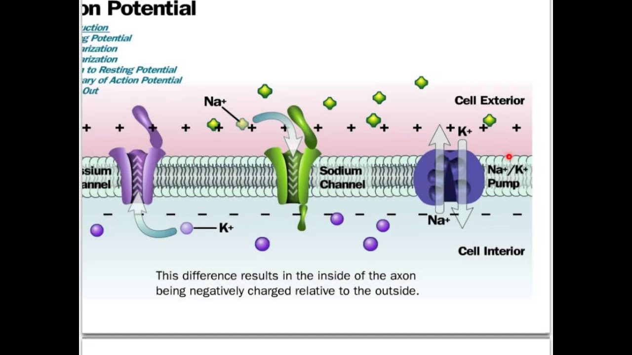 Nerve Impulse - YouTube