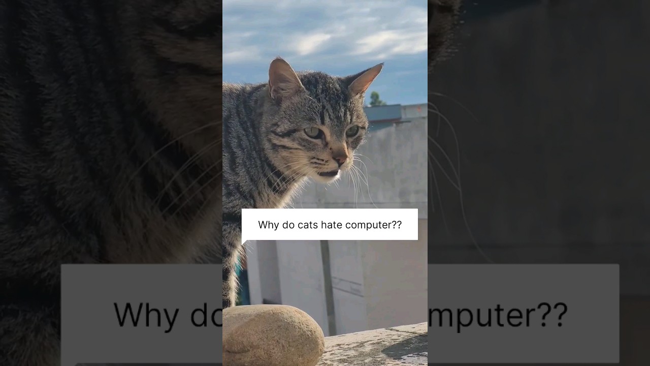 Why do cats hate computer? - YouTube