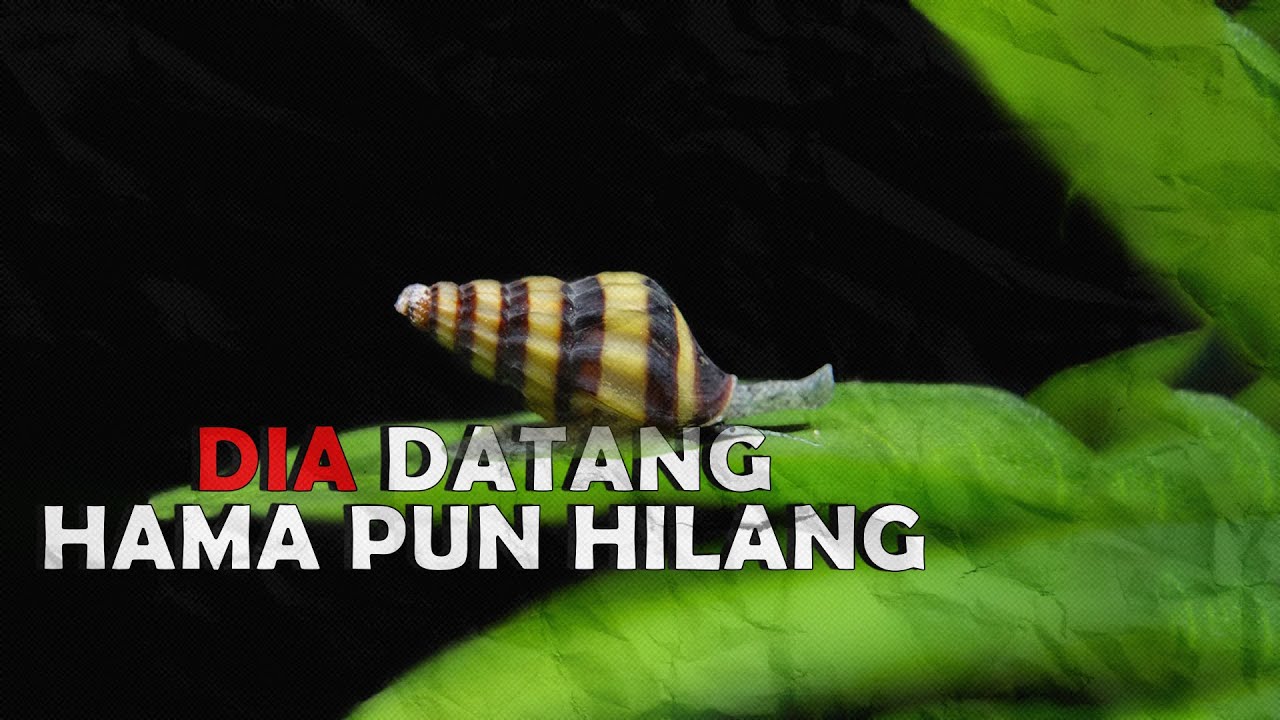 Apa yang menarik dari keong assassin ? | Dia datang hama pun hilang ...