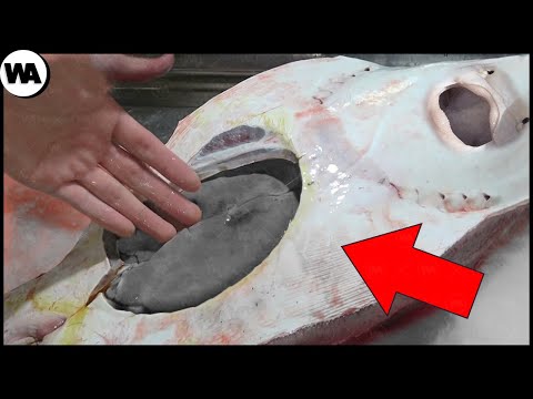 This Is Why Stingrays Gave Up Bones - YouTube