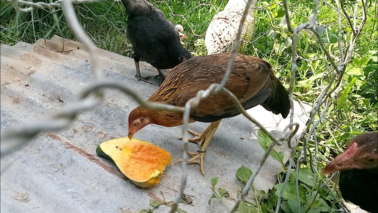 PAPAYA PATUKA SA ALAGANG MGA MANOK!?😱 - YouTube