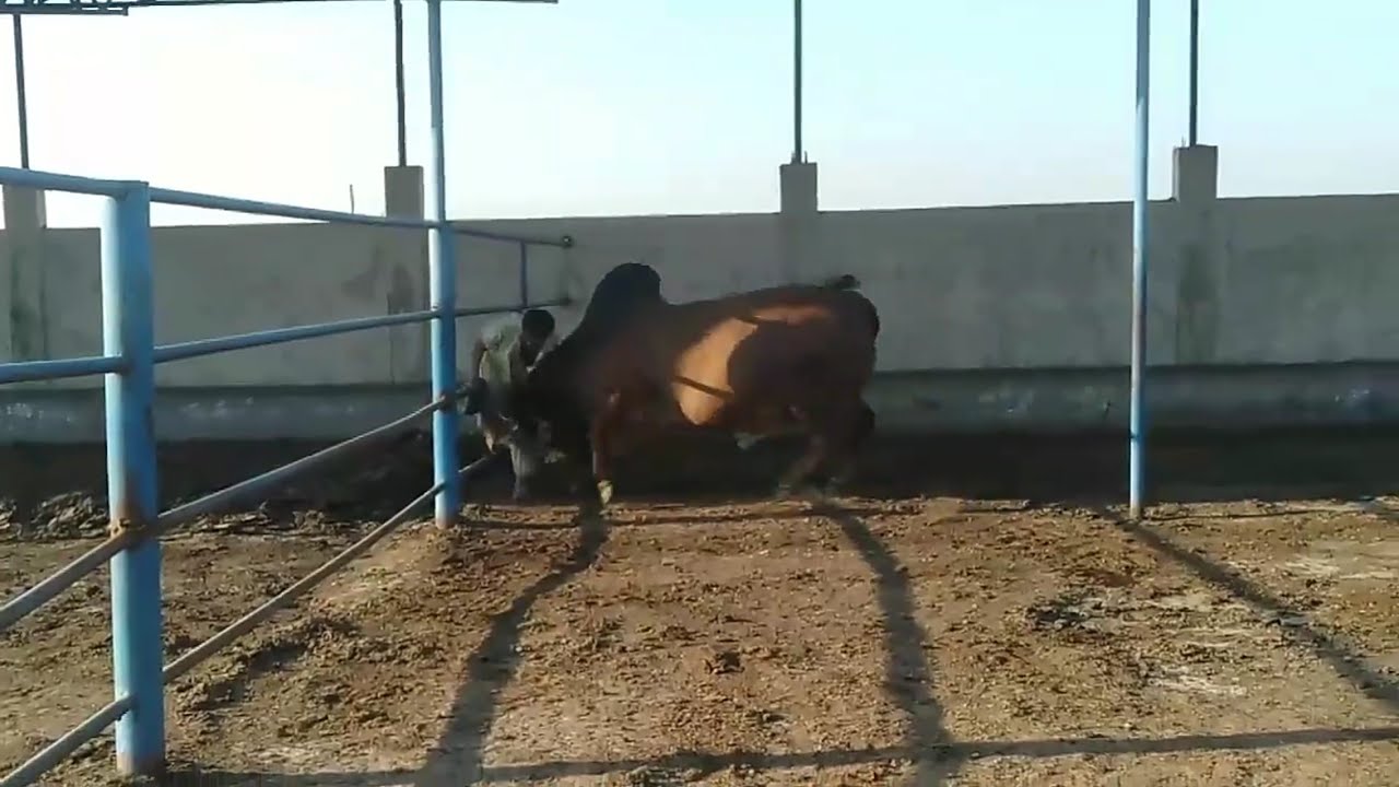 Brahman Bull Attack on Man 😫😫😫 - YouTube