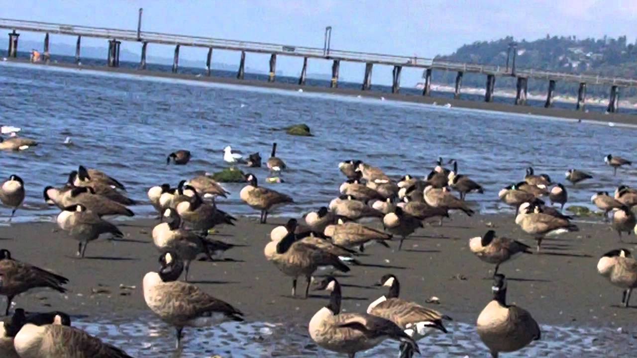 Where Do Geese Sleep? - YouTube