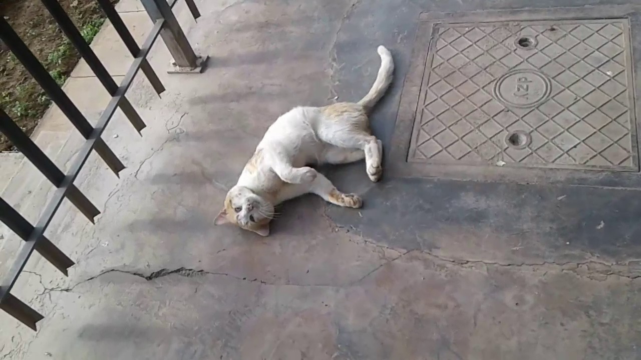 University of Zambia (Ridgeway Campus) - YouTube