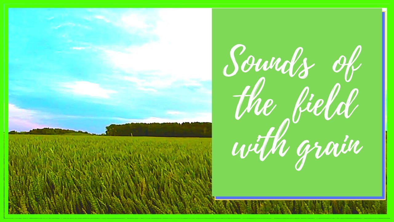 relaxing farm noises | countryside ambience | Village sounds ...