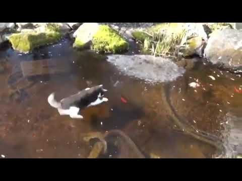 Cat Chasing Fish under Ice - YouTube