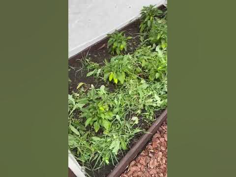 Про грядки-домики🌱 - YouTube