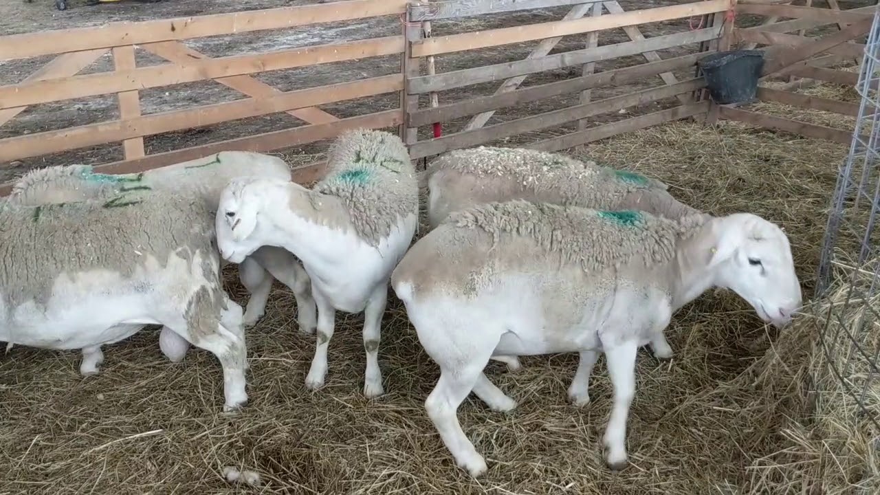 NEW! White Dorper Rams - YouTube