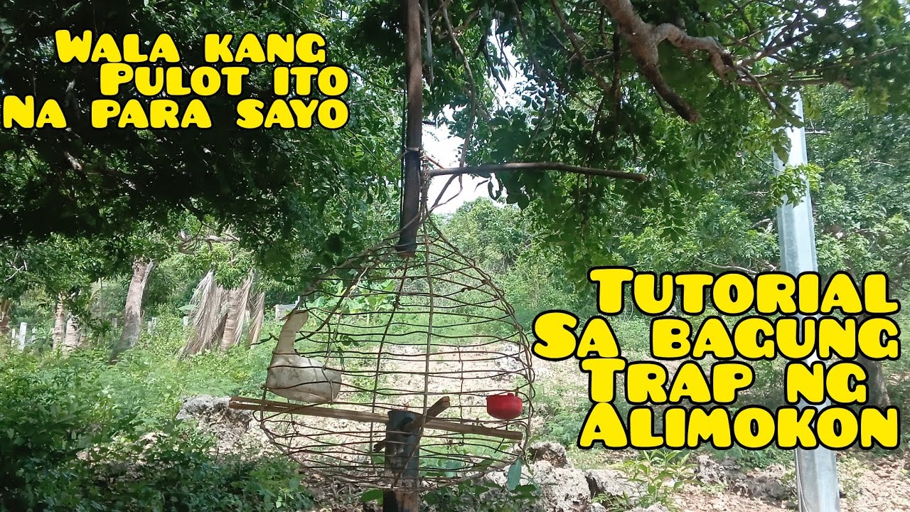 #alimokon #tutorial #birdhunting bagung trap ng alimokon.... how to ...