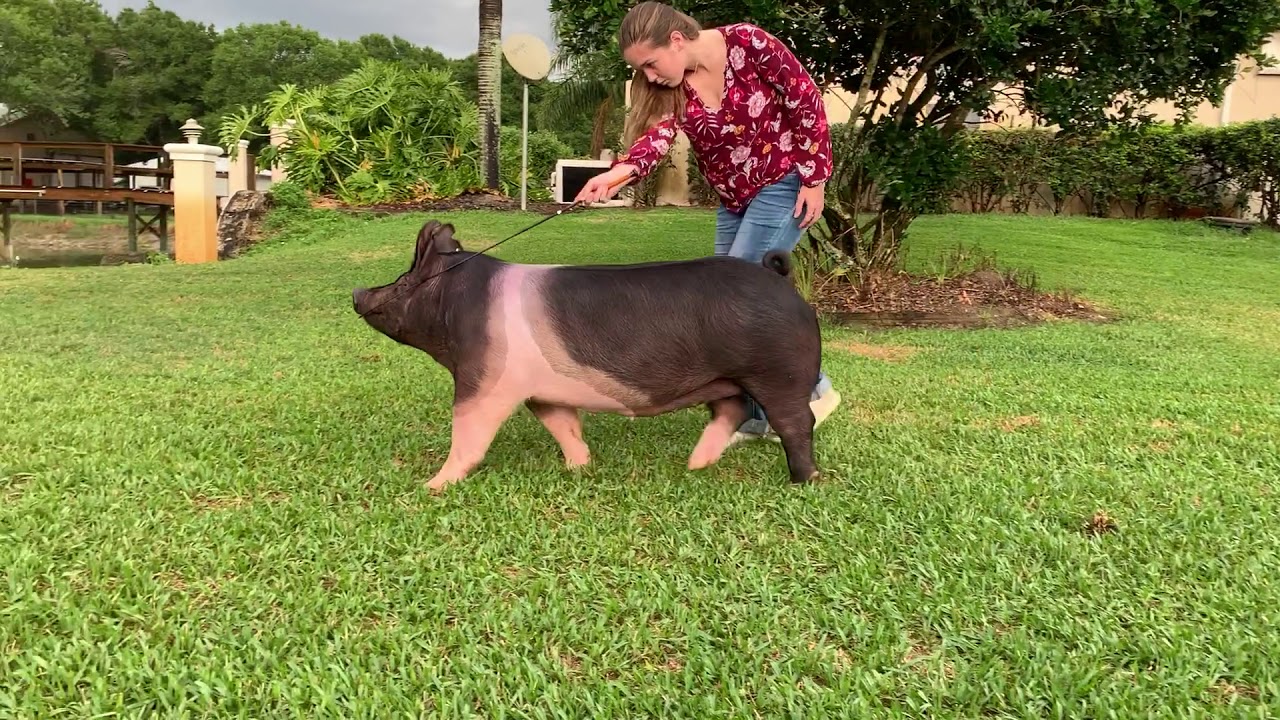 Taylor Gates hamp cross 3 6 - YouTube