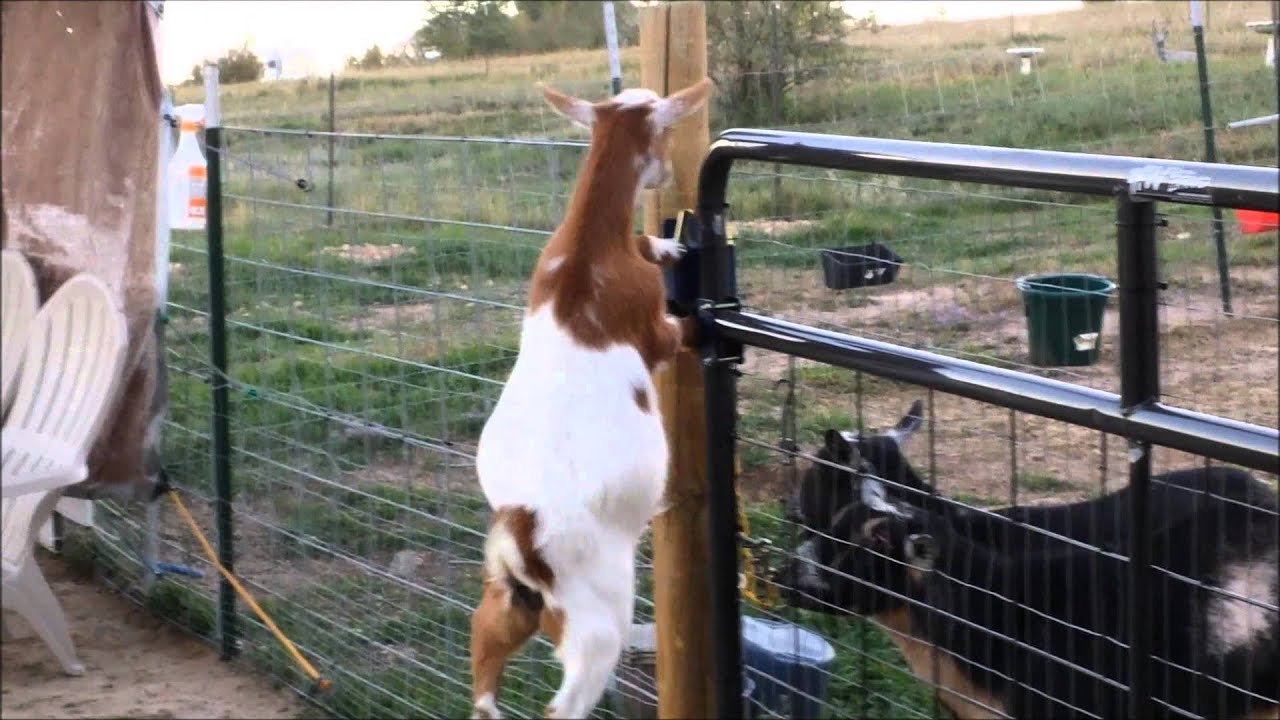 Baby Goat | Plots Mission Impossible Escape - YouTube