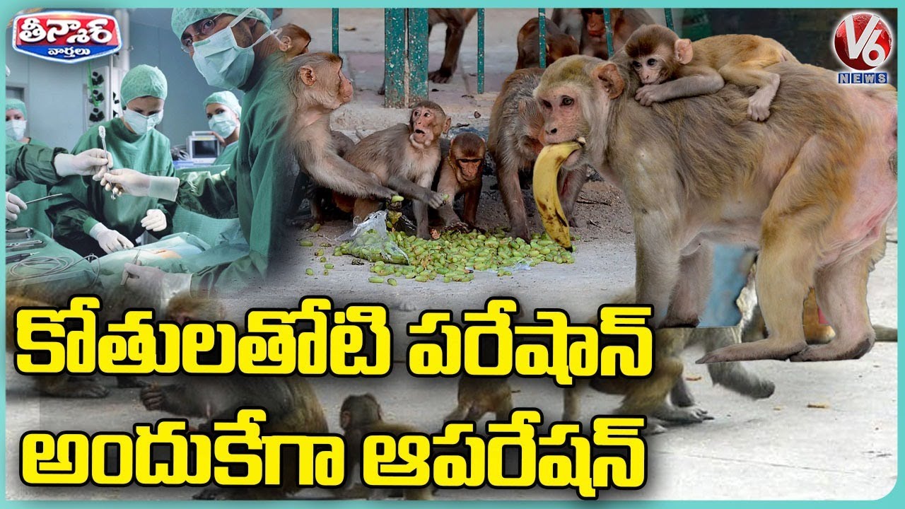 Public Face Problems With Monkeys , Decides For Family Planning ...