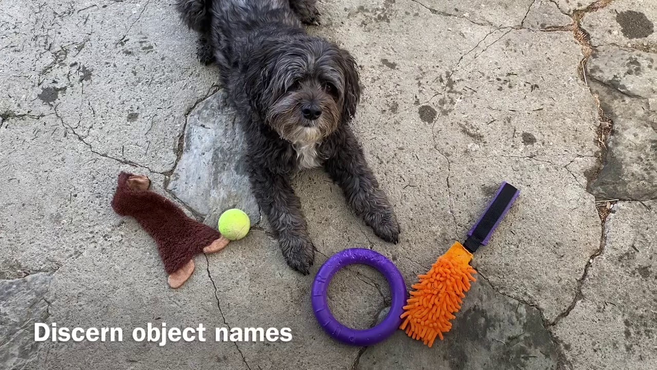 How to help a dog discern object names - YouTube