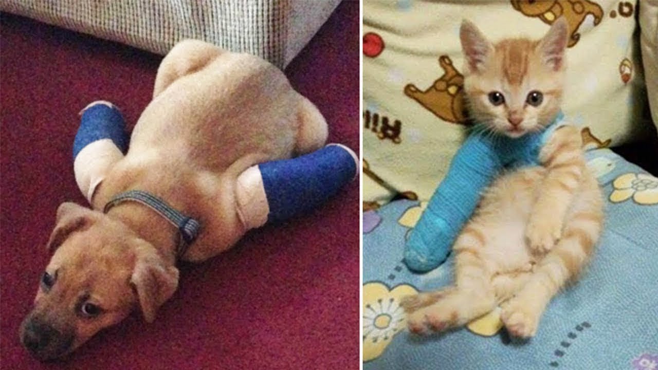 Aww Funny And Cute Dog And Cat Compilation 2020 41 CuteVN YouTube aww-funny-and-cute-dog-and-cat-compilation-2020-41-cutevn-youtube