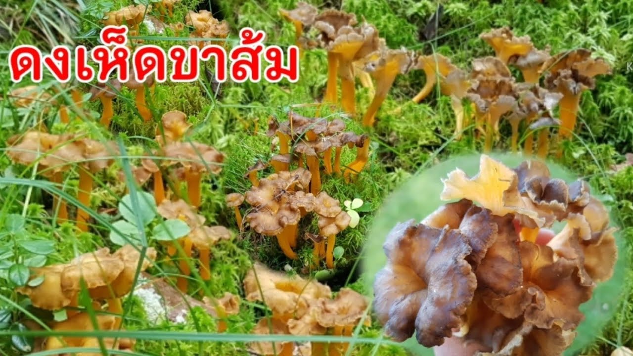 เห็ดแตรขาส้ม3⁉️ ดกเต็มป่า‼2021 (Rödgul trumpet svamp)🇸🇪🇸🇪🌲🌲🍄🍄🍄 - YouTube